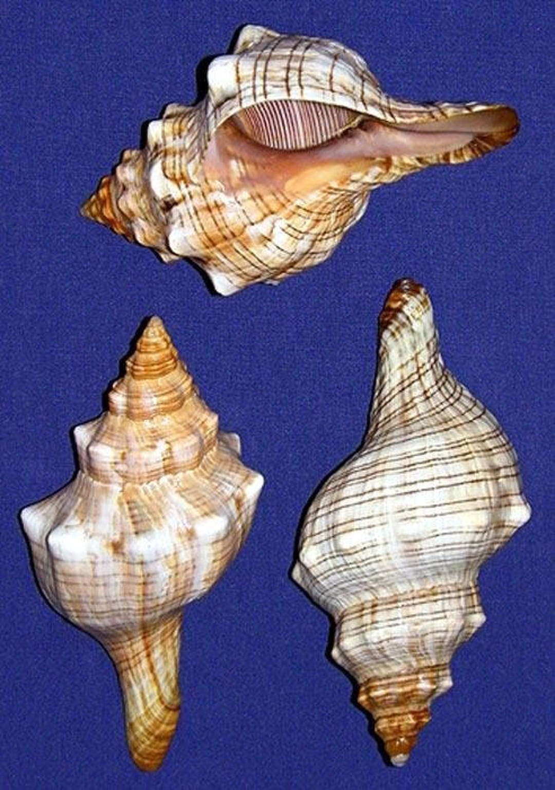 Striped Fox Shell-trapezium Horse Conch-4"-5"/5"-6"-seashell Craft (1 ...