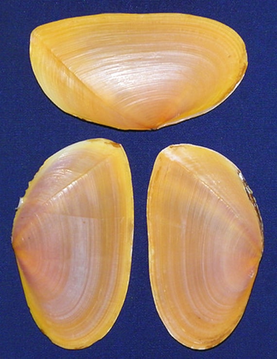 Yellow Tellina Folacea glued Together Paired Clam Seashells - Etsy