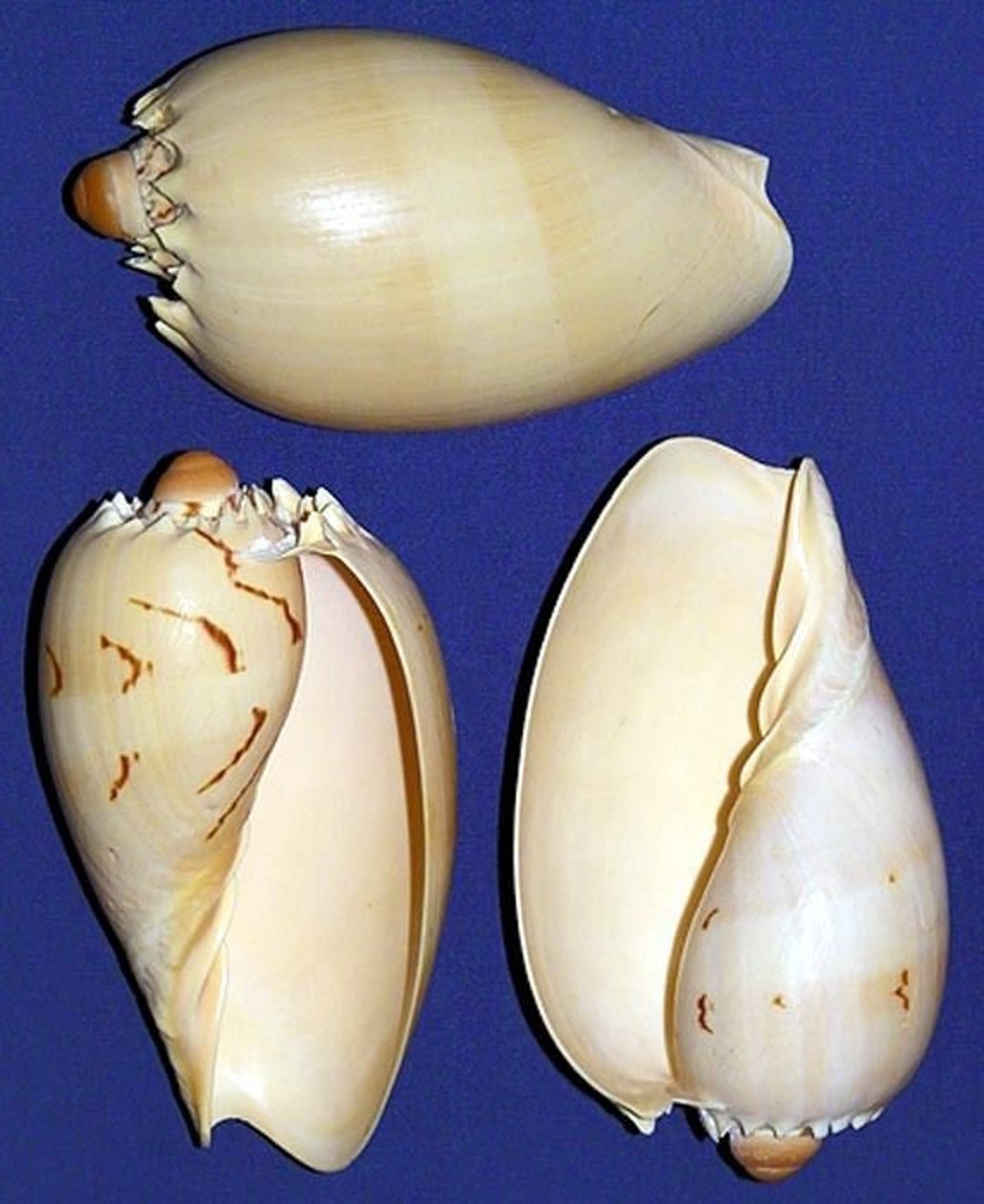 Philippine Melon Volute Shell ~ 3"- 4" ~ Craft Seashell Supply (1 Shell ...