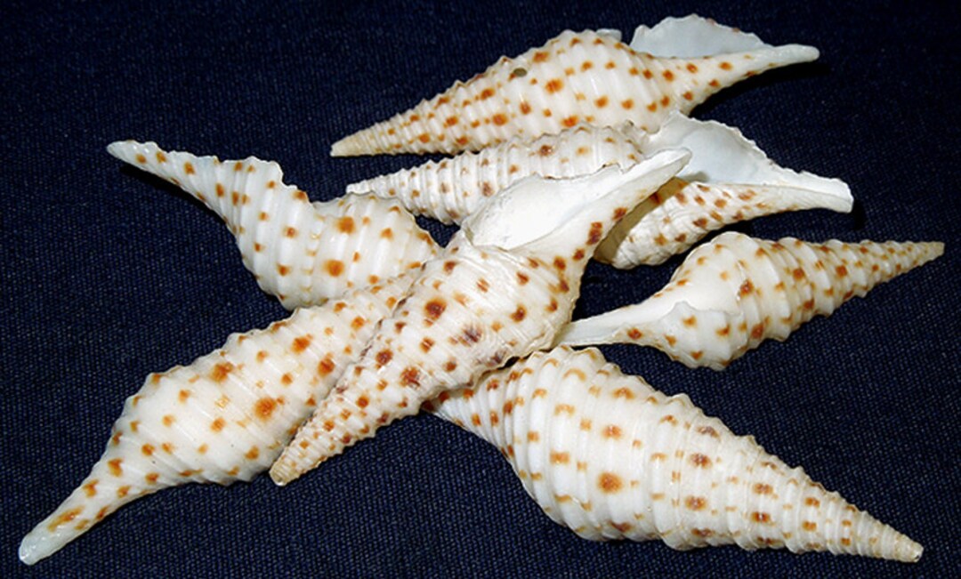 Turris Babylonia Spindle Craft Seashell 1-1/2"-2" (20 Shells) - Etsy