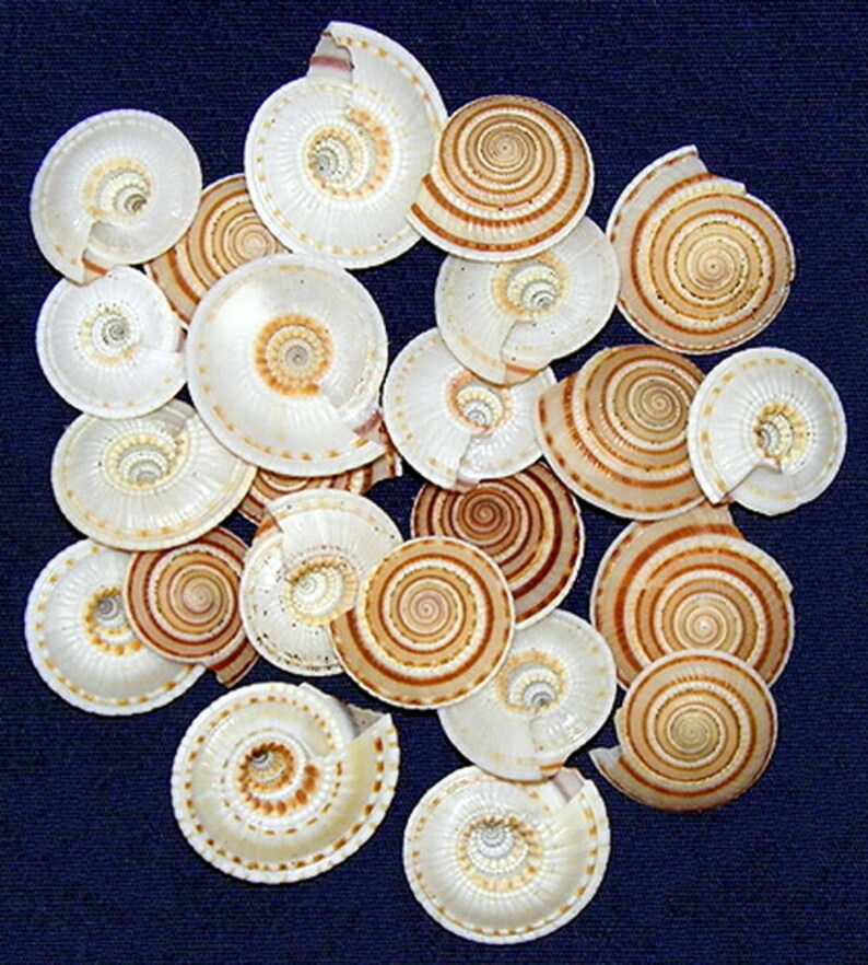 Small Sundial Shells ~architectonica Modesta -(12.8mm.-19mm.) 1/2"-3/4 ...