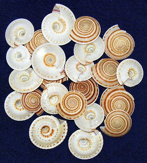 Small Sundial Shells ~architectonica Modesta -(12.8mm.-19mm.) 1/2"-3/4 ...