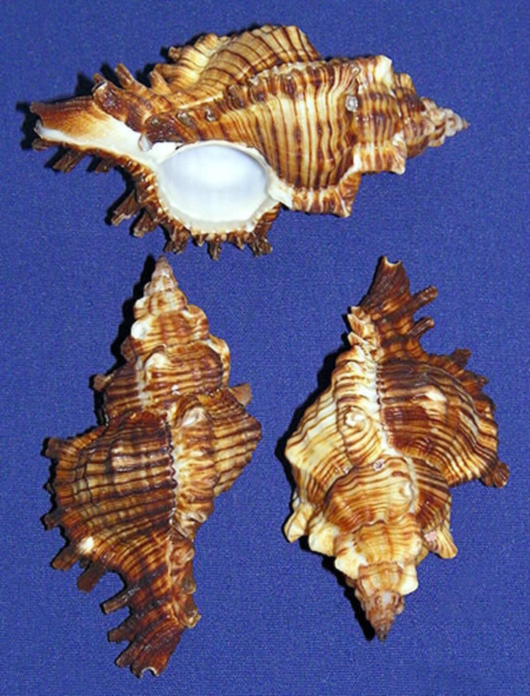 Chicoreus Torrefactus Murex Shell 3" (1 Shell) - Etsy