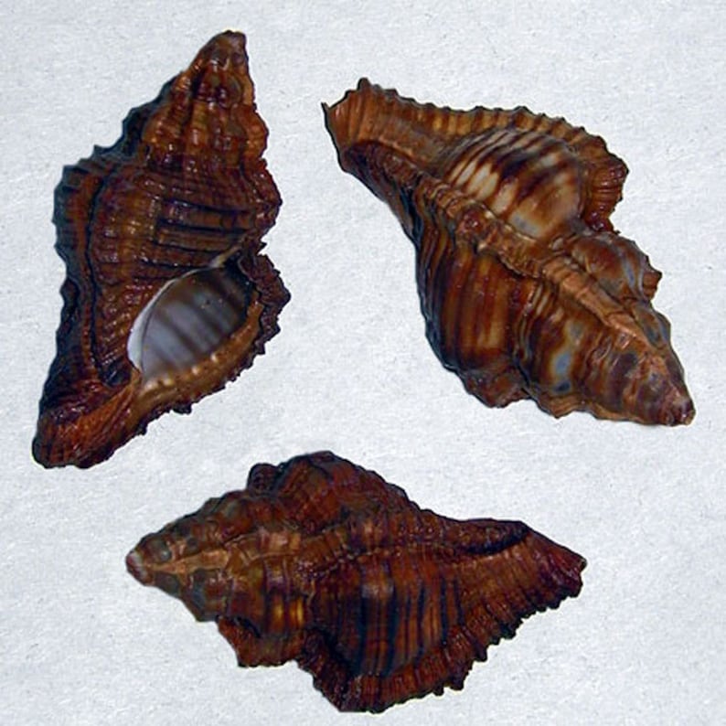 Chicoreus Capucinus Mangrove Murex Shell Approx. - Etsy