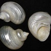Lg. Green Cat's Eye Turban Operculum Shiva Shells 3/4"-1" (2 Shells) - Etsy