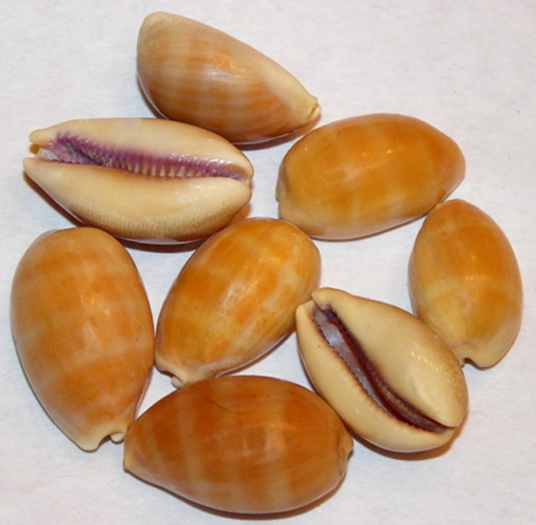 Cypraea Carneola Carnalian ~ Cowrie Cowry Craft Seashells 1"-1-1/2 ...