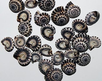 Strawberry Top Seashells clanculus Puniceus Craft Shells - Etsy