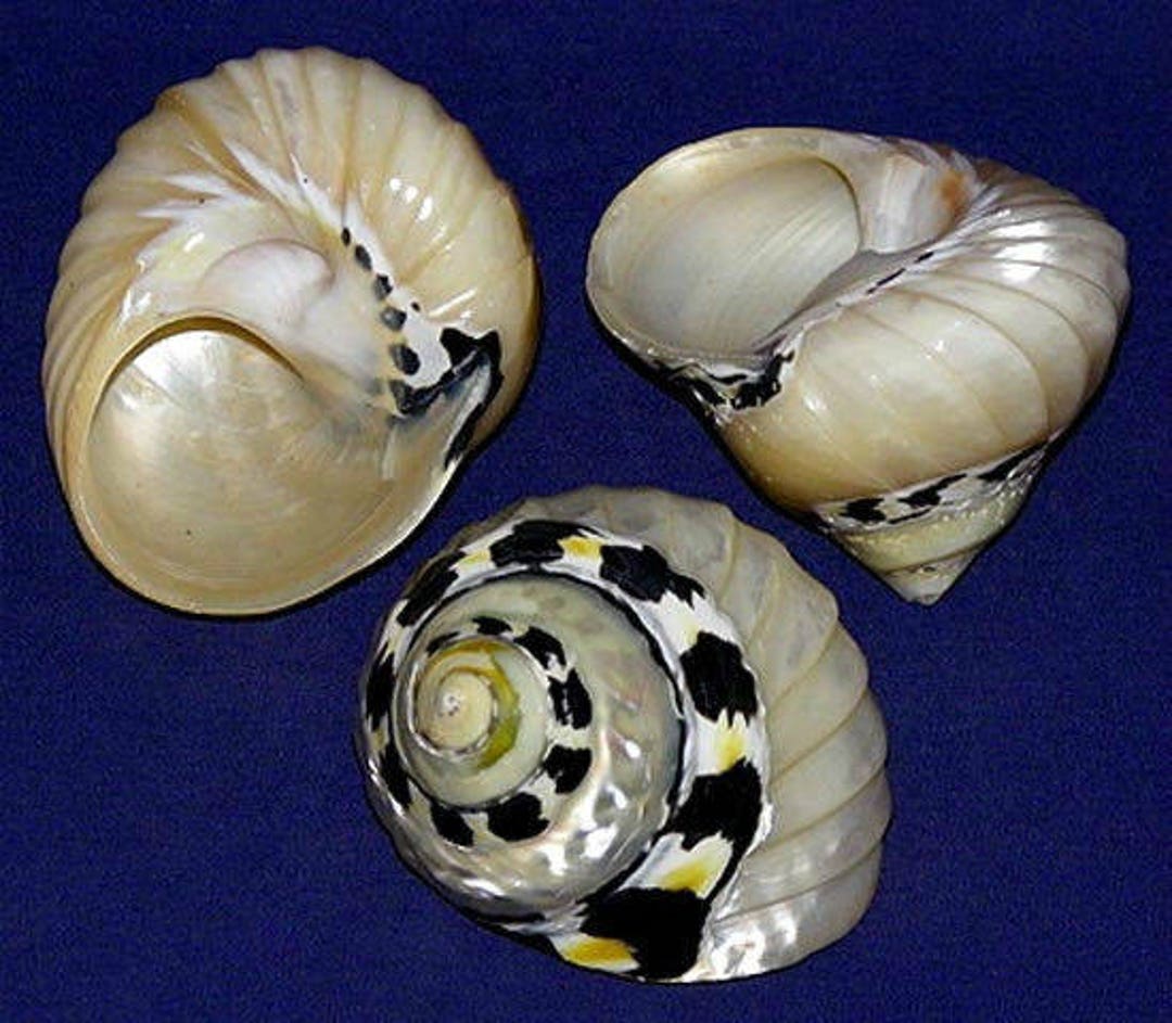 Polished Magpie Pica Ribbed Turbo Shells ~ 2"-2-1/2" ~ Craft Seashell ...
