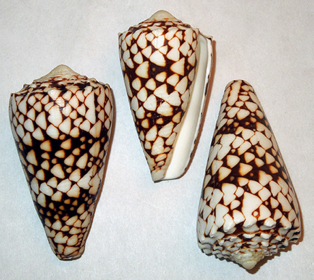 Conus Bandanus ~ Banded Marble Cone Seashell ~ 2"-2-1/2" (1 Shell) - Etsy