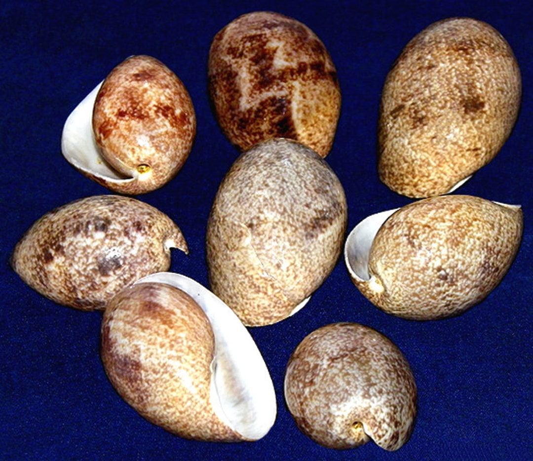 Baby Melon Shells 1-1/2"-2" (2 Shells) - Etsy