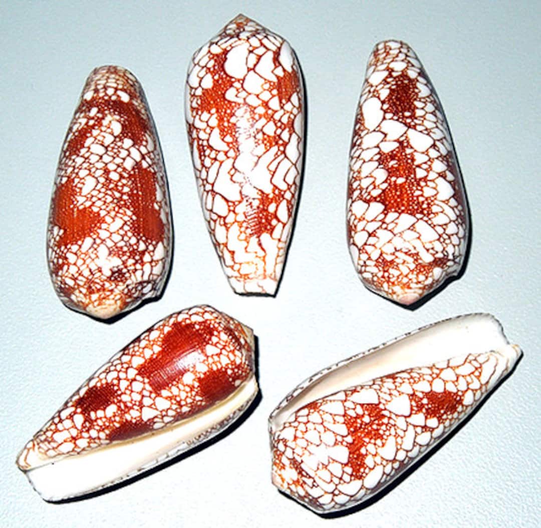Conus Omaria Cone Seashell 50.8mm./2 F Specimen - Etsy