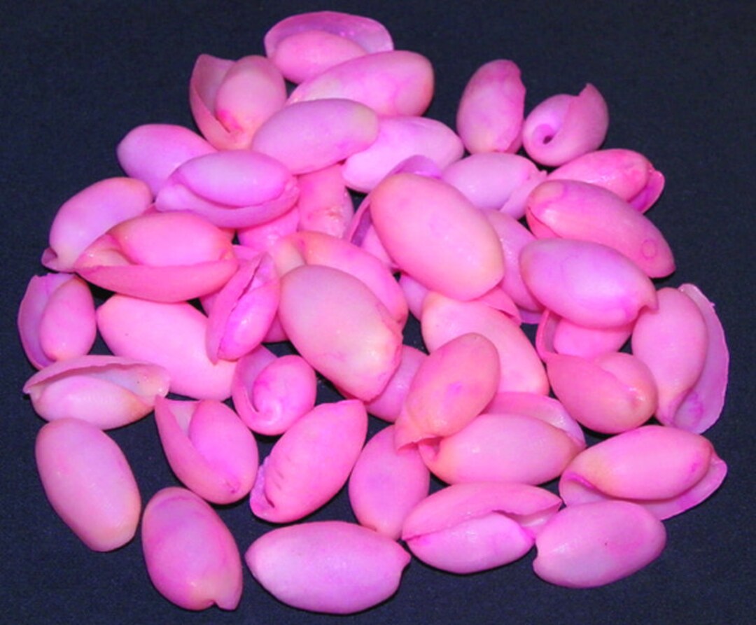 Pink Dyed Bubble Seashells~craft/jewelry Shell Supply ~ (200 Shells) 3/ ...