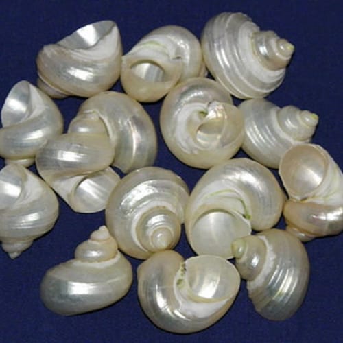 Pearled Turbo Bruneus - Etsy