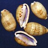 Cypraea Mappa Map Cowrie Cowry Seashell ~2-1/2"- 3" ~ Craft Seashell ...