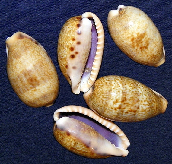 Cypraea Caurica cowry Seashell 32mm. 1-1/4 F | Etsy