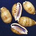 Cypraea Mappa Map Cowrie Cowry Seashell ~2-1/2"- 3" ~ Craft Seashell ...