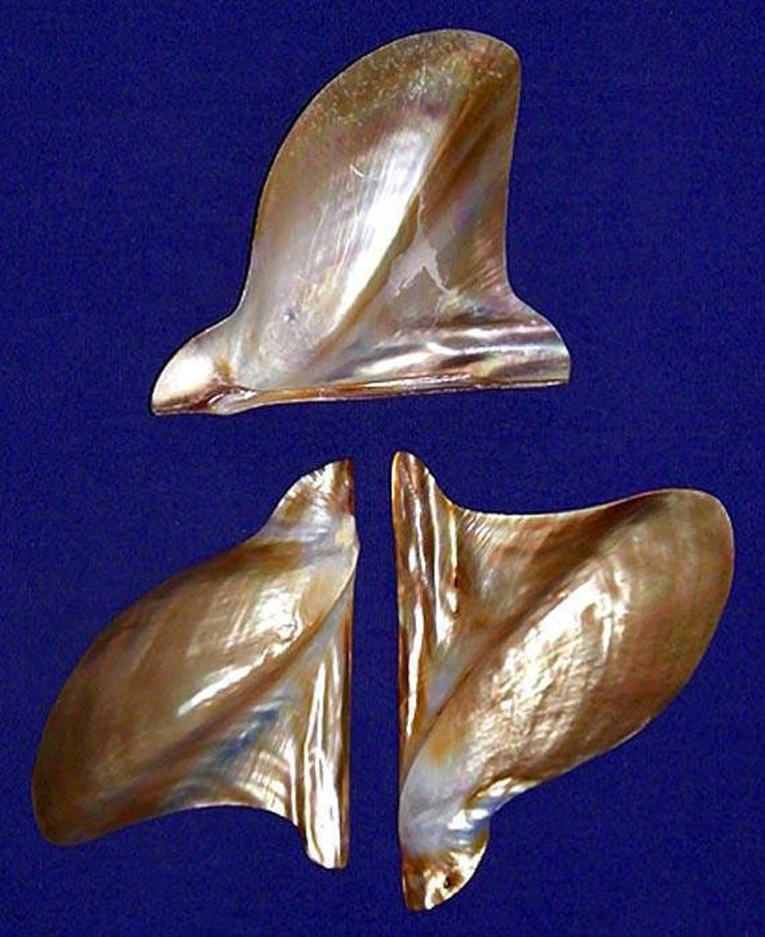 Polished Brown Lip Mother of Pearl Oyster Half Shells 2-1/2"-3" (2 ...