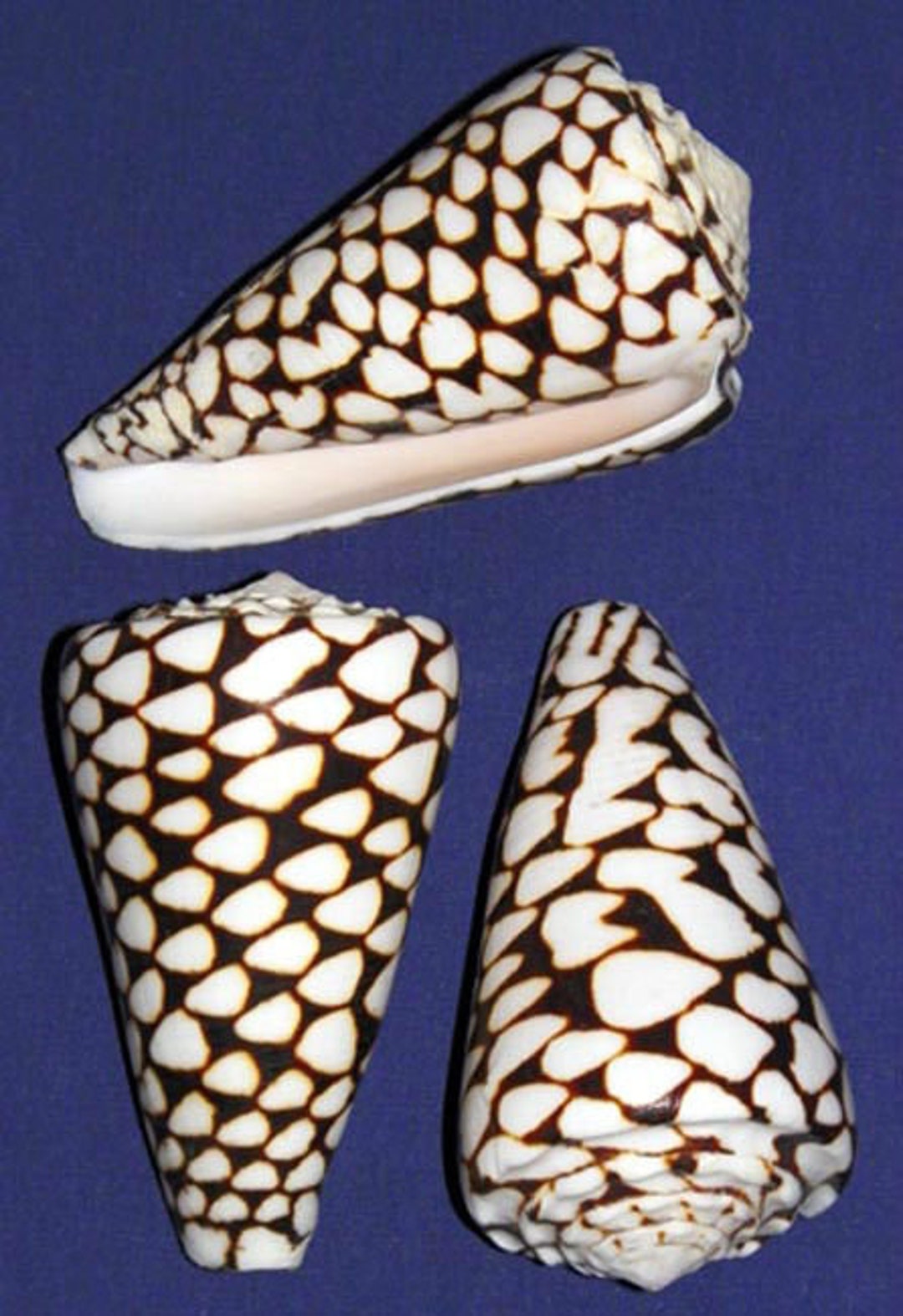 Marble Cone ~ Conus Marmoreus Seashell ~ 2"-2-1/2" (1 Shell) - Etsy