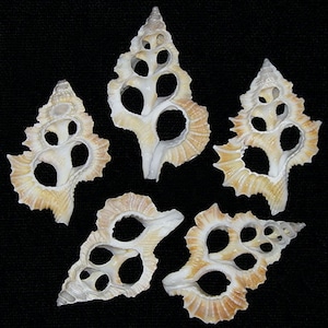 Biplex Perca Maple Leaf Triton Center Cut Sliced Shells | Etsy