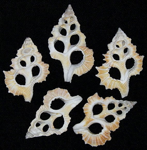Biplex Perca Maple Leaf Triton Center Cut Sliced Shells - Etsy España