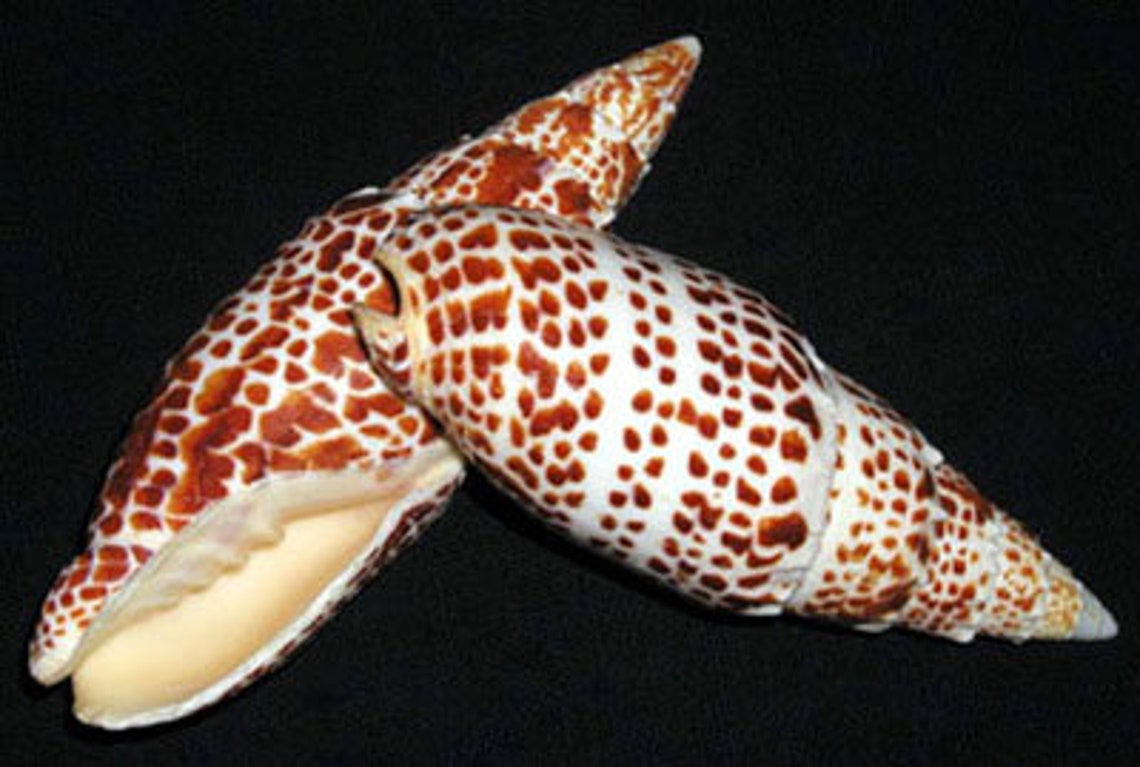 Mitra tiarella Papalis Seashell 3-1/24 Craft Seashell Supply 1 Shell - Etsy