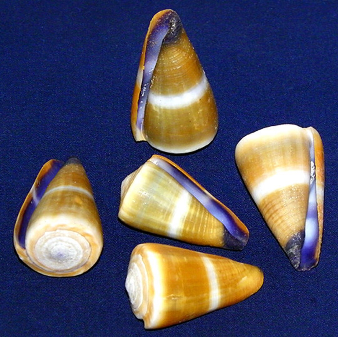 Conus Flavidus ~ Cone Shell (36mm.-40mm.) (1-3/8"-1-5/8") Specimen ...