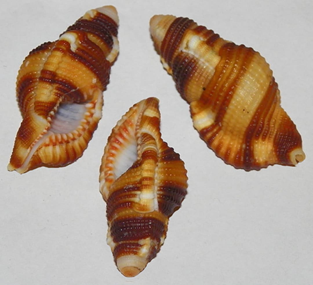 Cymatium Flaveolum~triton Shell (35mm.-50mm.) (1-3/8"-1-7/8") Specimen ...