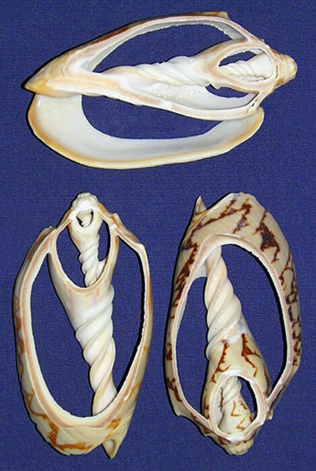 Bat Volute Center Sliced, Cut, 3" ~ (5 Shells) - Etsy