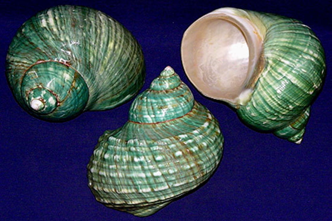 Polished Jade Turbo Burgess Shell ~ 3-1/2"-4"turban Seashell (1 Shell ...