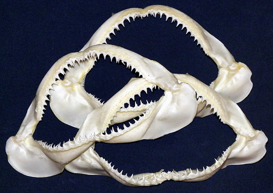 Real Spinner Reef Shark Jaw Bone grade AL. 5-1/26w. 3-1/24buyers ...