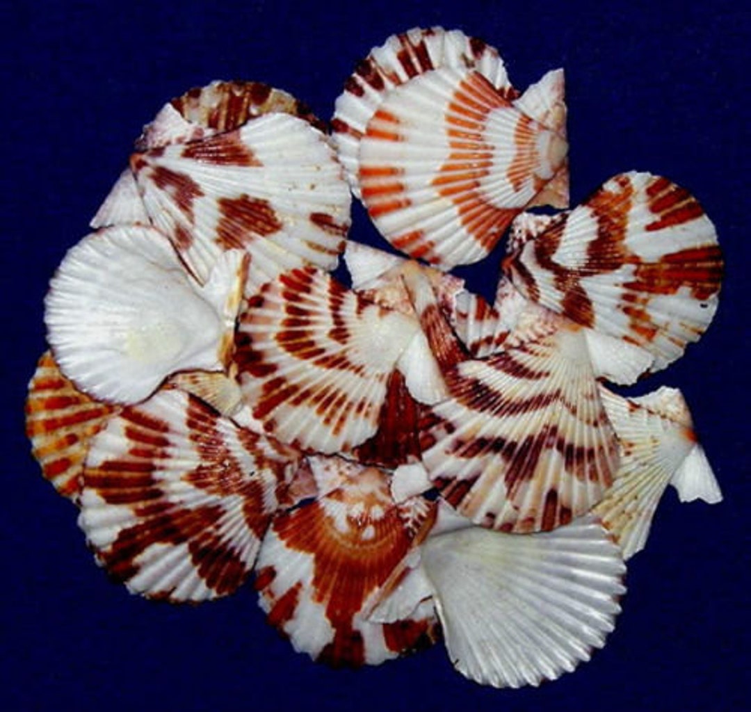 Traquebaricus Pecten,clam,scallop,cockle Craft Seashells 1"-1-1/2 ...