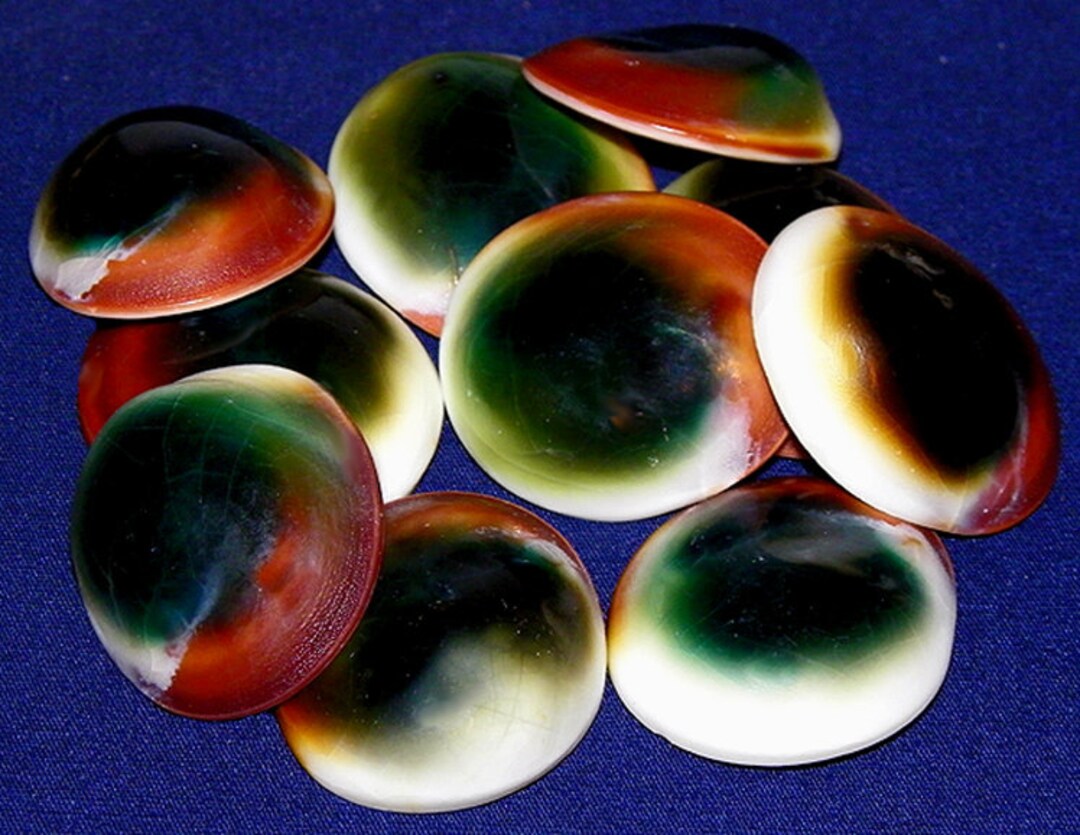 Lg. Green Cat's Eye Turban Operculum Shiva Shells 3/4"-1" (2 Shells) - Etsy