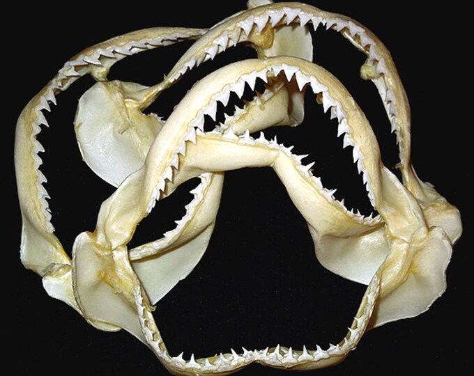 Multipack 5/81 DRILLED Shark Vertebrae Xl Beads Real Bone Taxidermy ...