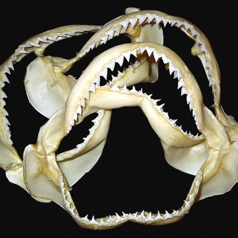 Find a use for the shark fin poe2 - Etsy Canada