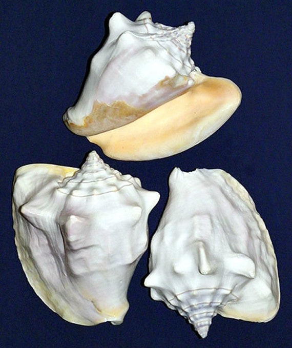 Bleached Milk Conch Shell Strombus Costatus 4-1/2 - Etsy