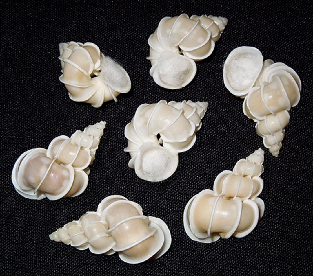 Precious Wentletrap~epitonium Scalare Grade A Shell (29-31mm.) (1"-1-1/ ...