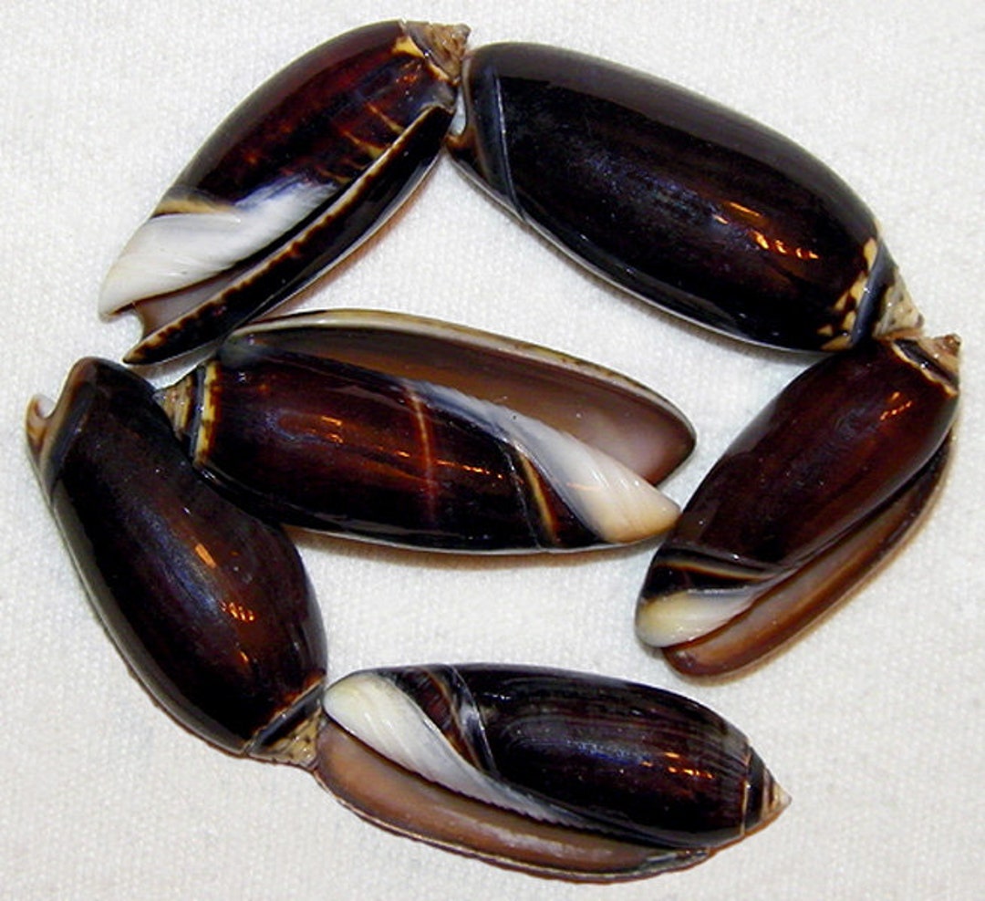 Black Olive oliva Oliva Oriola Specimen Collector Seashell Approx. 36mm ...