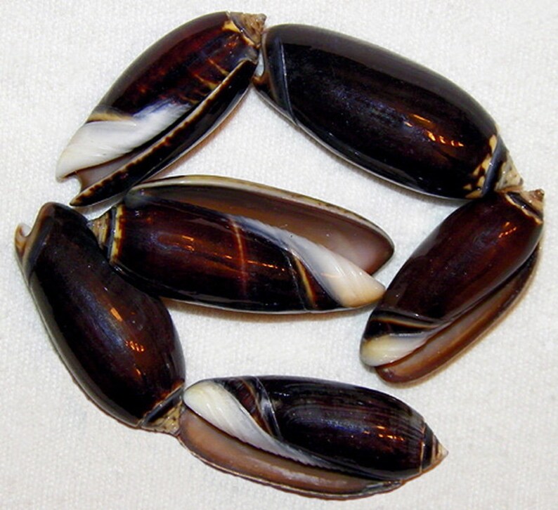 Black Olive oliva Oliva Oriola Specimen Collector Seashell - Etsy