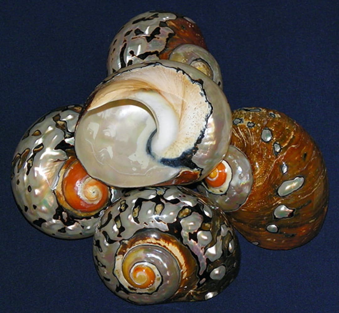 Polished African Turbo Sarmaticus Seashells ~ (3") Grade A Hole Size 1 ...