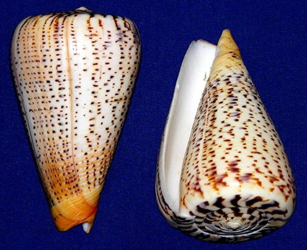 Cone/conus Suratensis 3"+ (1 Shell) - Etsy