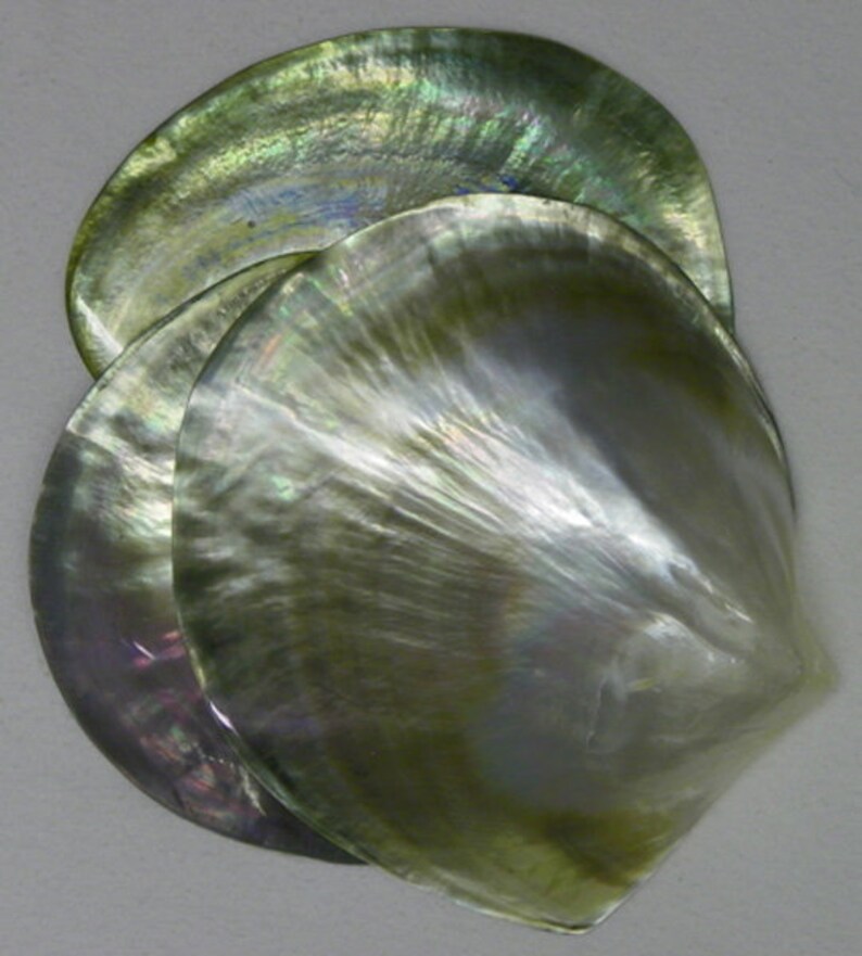 Polished Natural Black Lip Oyster Shell 44-1/2 Minor Imperfections and ...