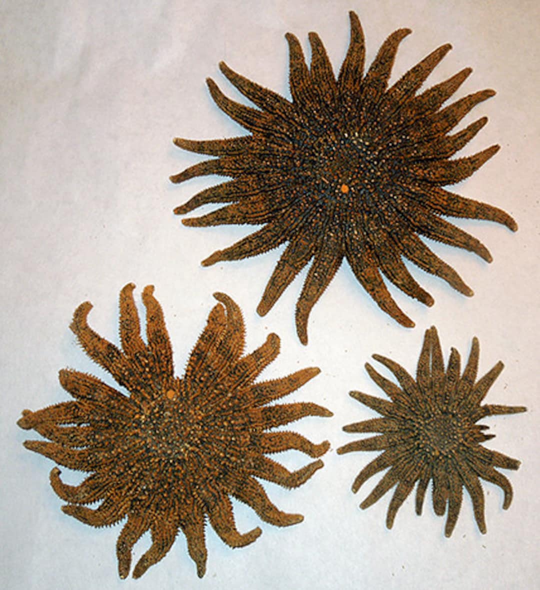 Mexican Sunflower Starfish~seastar~variations Within Each Specimen May ...
