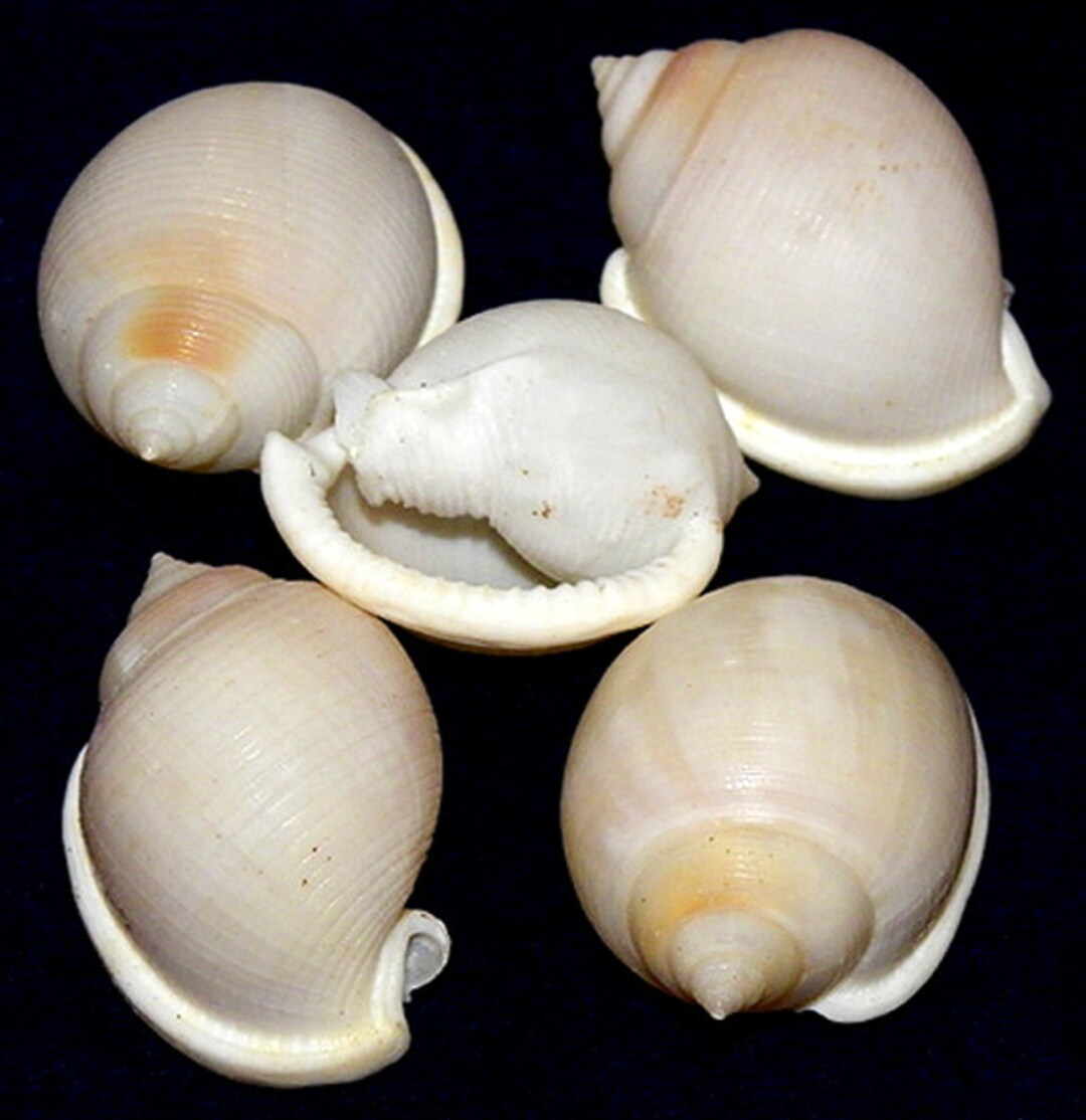 Channeled Bonnet ~ Cassis Canaliculata Seashell 1-1/2"-2" (2 Shells) - Etsy