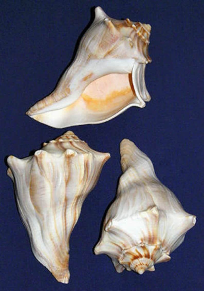 Atlantic Whelk Shell-busycon Carica Shell 4" - 5" Seashell Craft Supply ...
