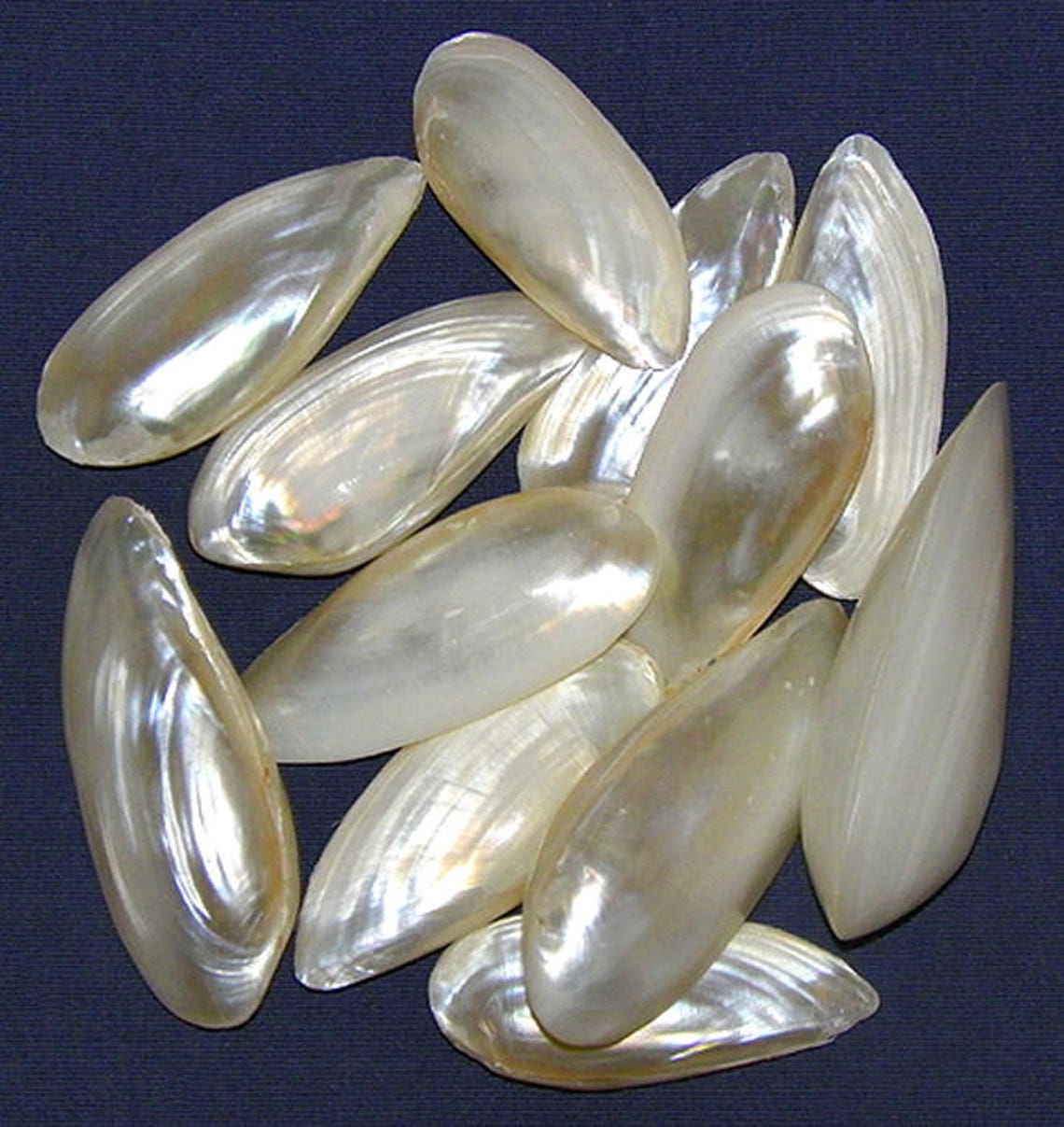 Polished Minnow Clam/mussel Pair Glued Together Shells From Thailand ...