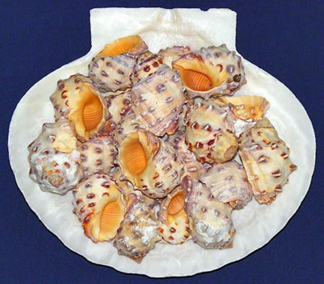 Orange Drupa Morum Shells 3/4"- 1-1/4"~ Craft/jewelry Seashells (5 Shells) - Etsy