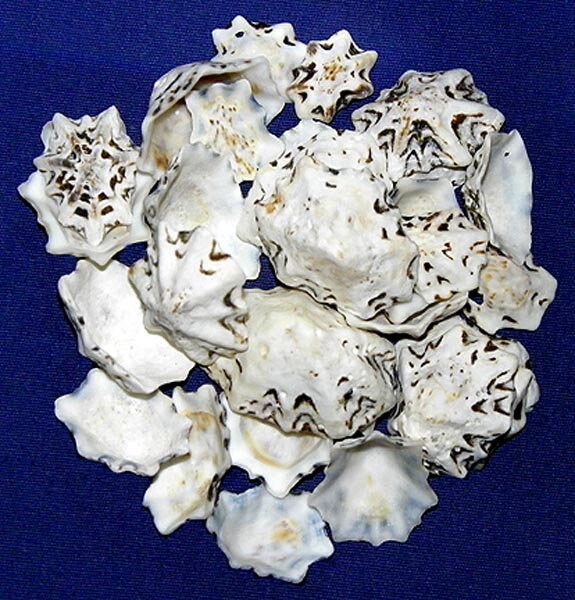 Natural Limpet Star Craft Shells patella Sacharina - Etsy