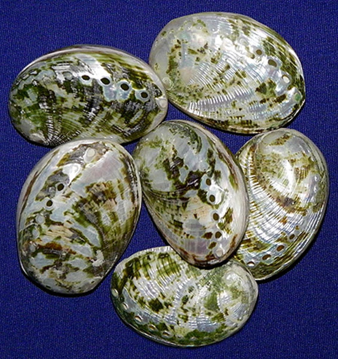 Haliotis Glabra ~ Abalone Seashell Glued Pair Seashells 1-1/2"-2" Craft Seashell Supply (2 ...