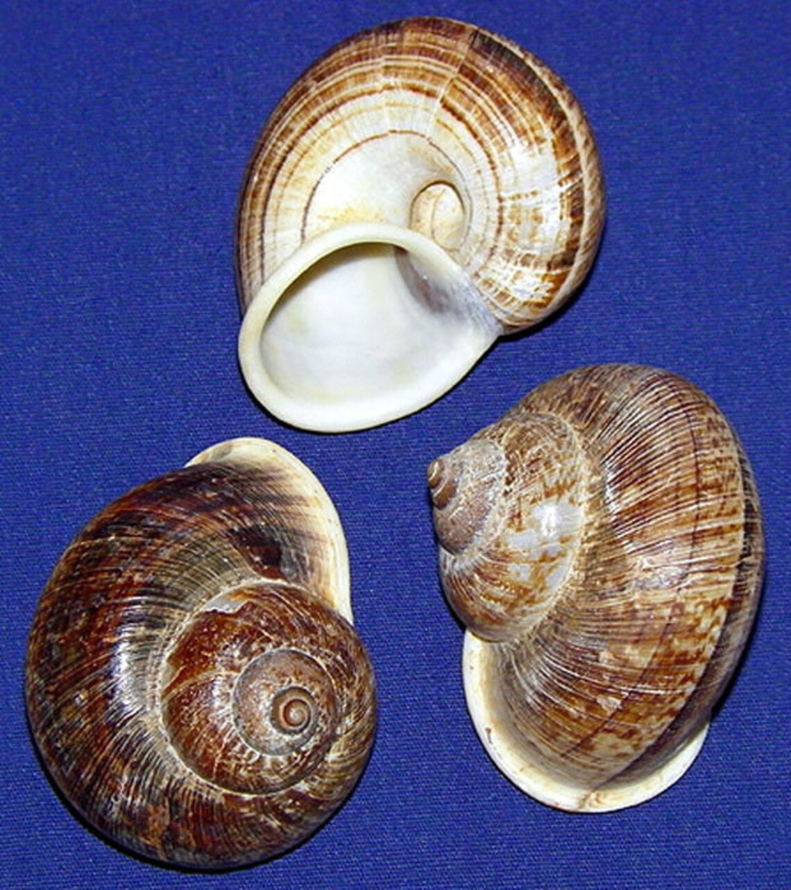 Fernandezi Polished Land Snail Shells 1-1/4 Craft Seashells 5 Shells - Etsy