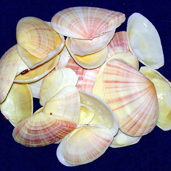 Sunrise Shells - Etsy